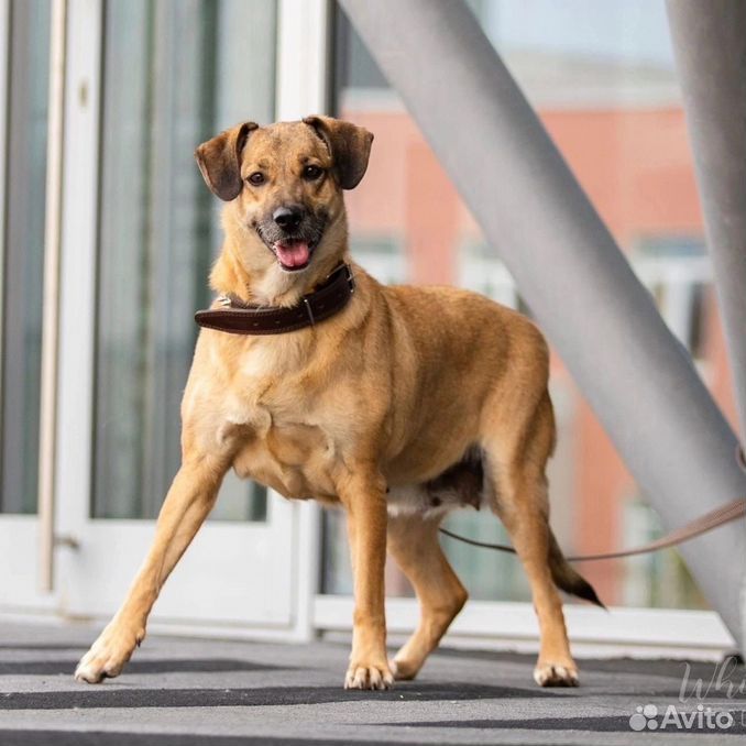 Классная собака Ева