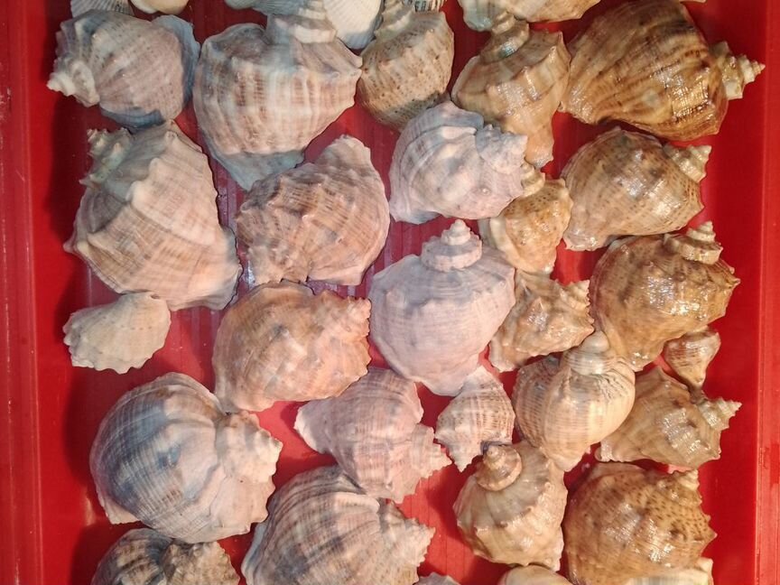 Ракушка рапан