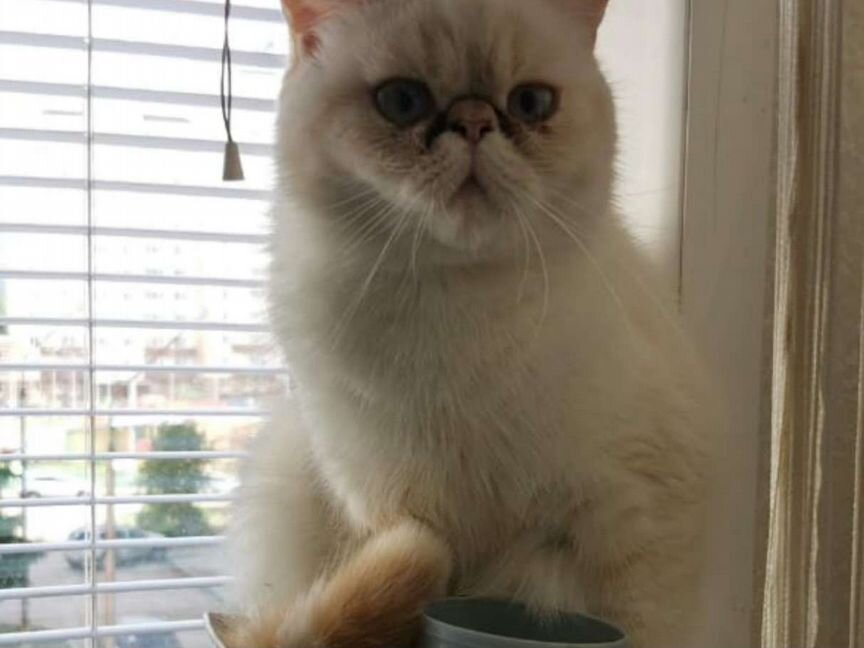 Экзотическая короткошерстная кошка