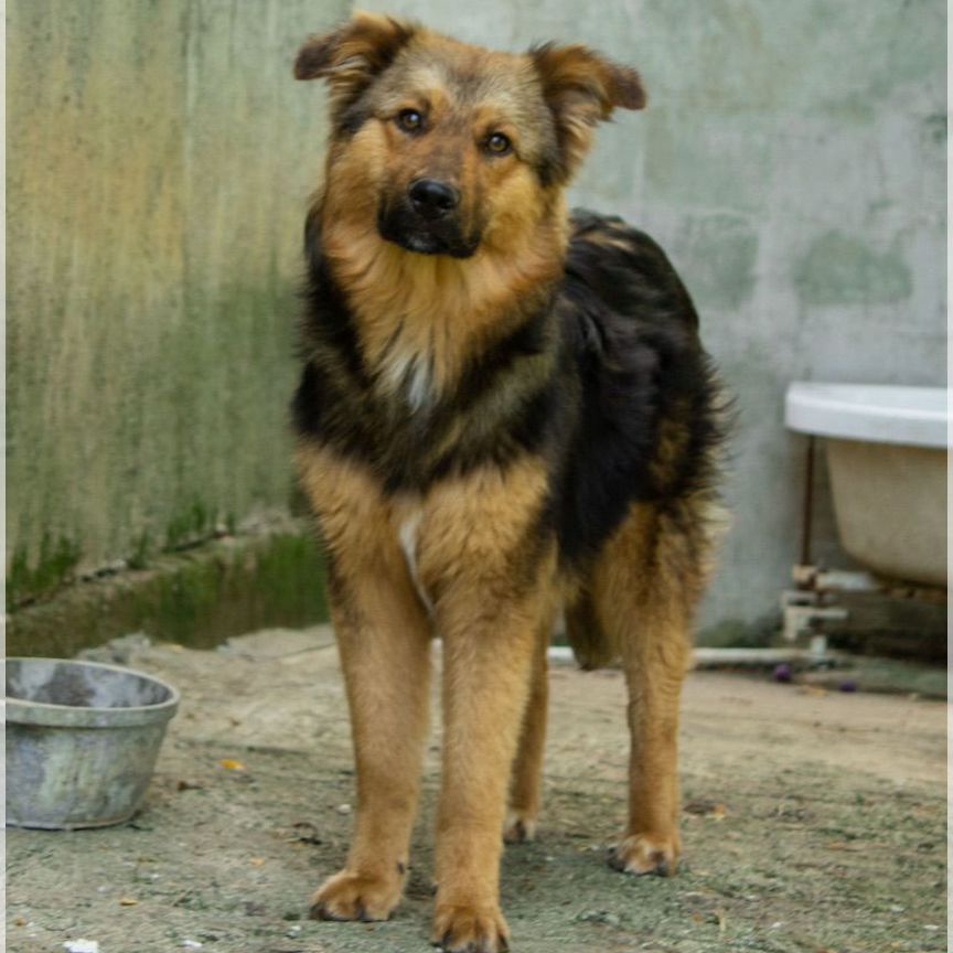 Собаки в добрые руки. Доставка в любой город