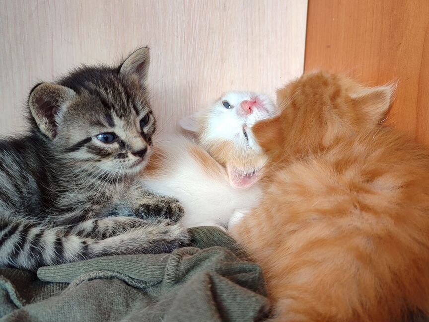 Кошка в дар