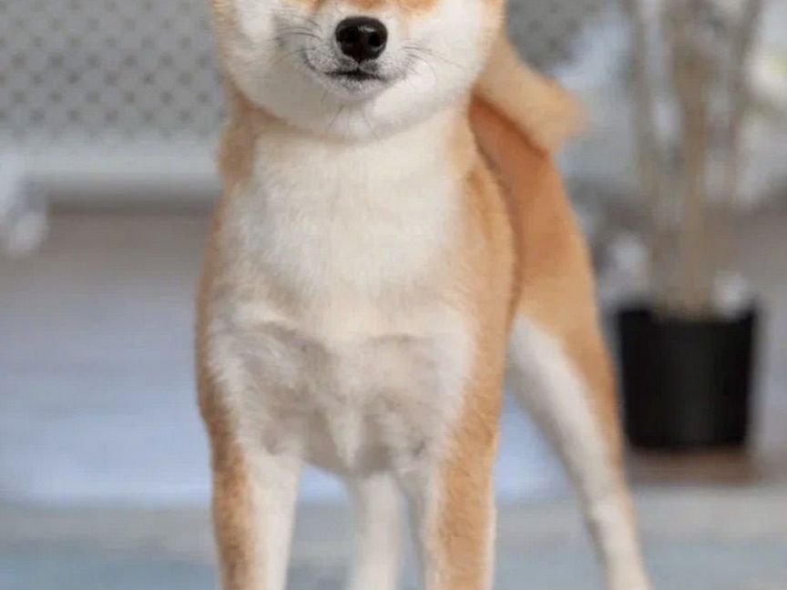 Сибаину вязка