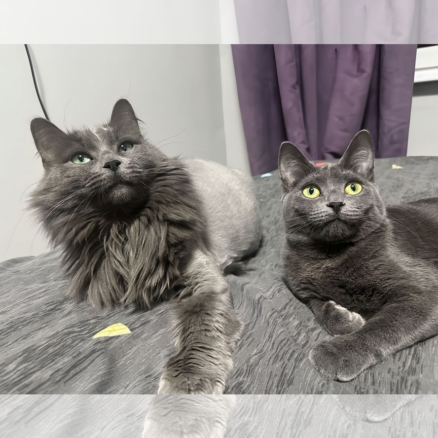 Русский голубой котёнок