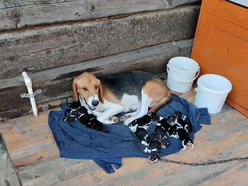 Эстонская гончая щенки