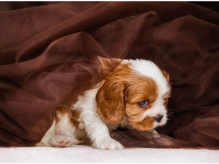 Щенки кавалер кинг чарльз спаниель