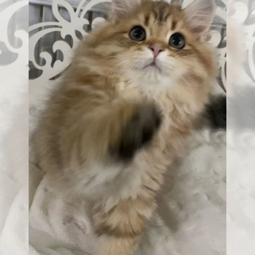 Шотландский мальчик
