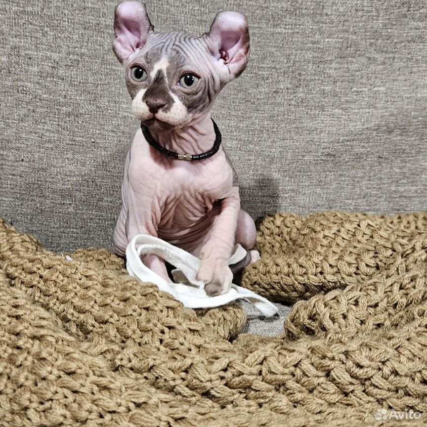 Эльф котёнок