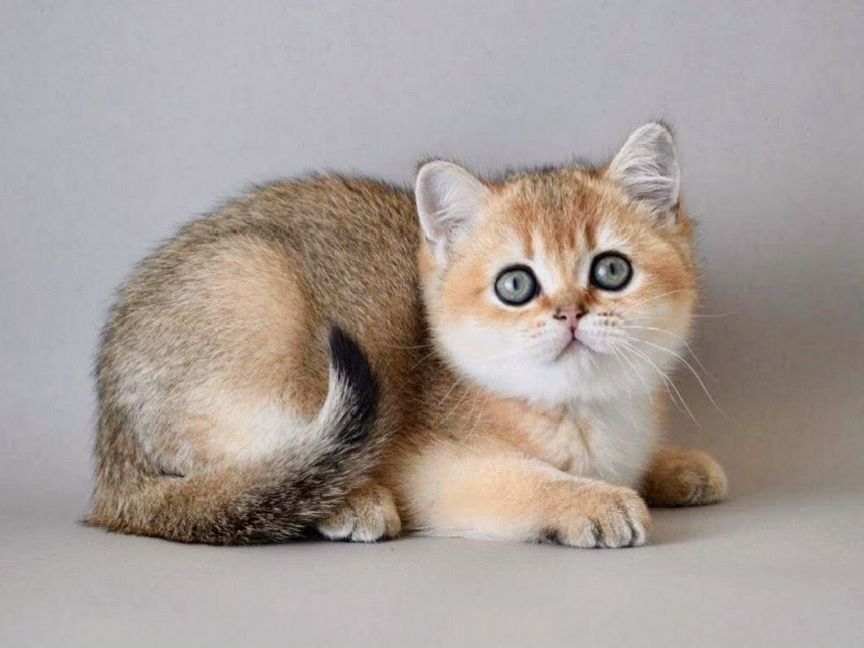 Шиншилловые плюшечки котята