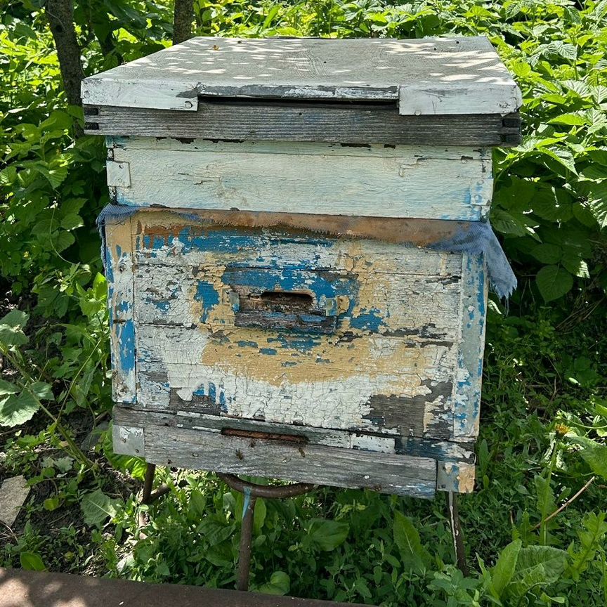 Продам пчел