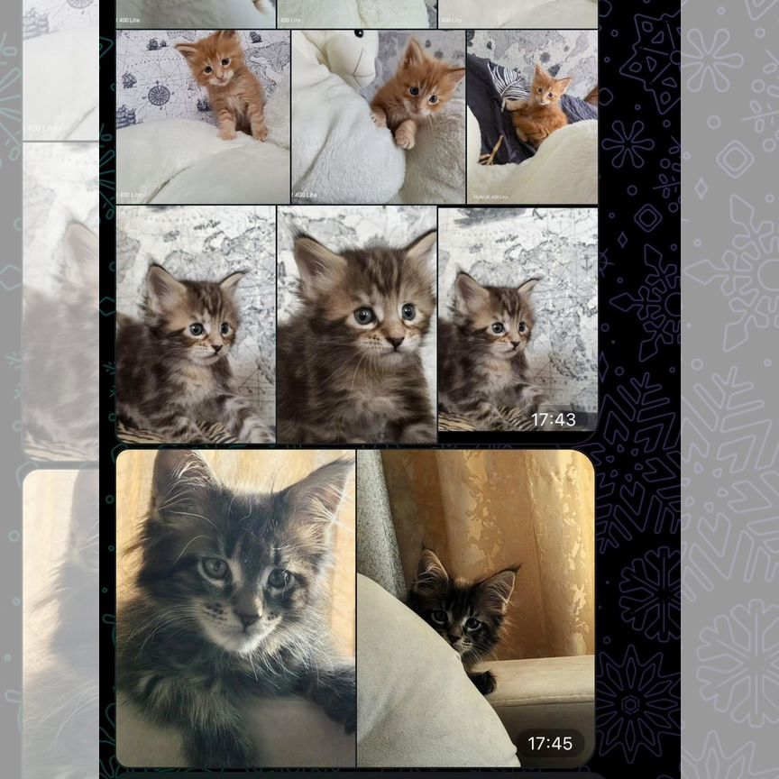 Мейн-кун котёнок