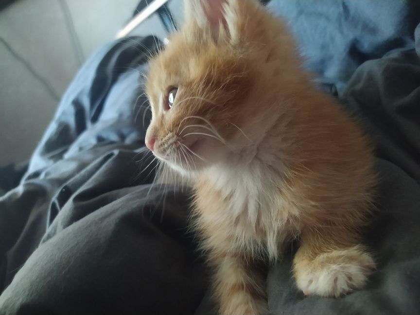 Рыжий котенок в добрые руки