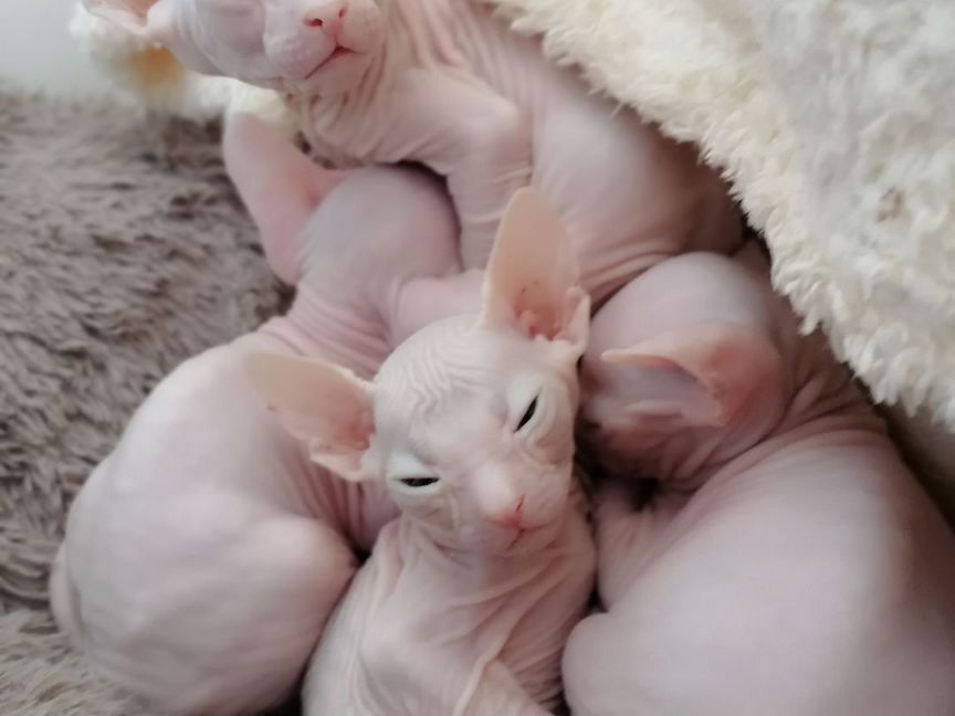 Котята Донского Сфинкса