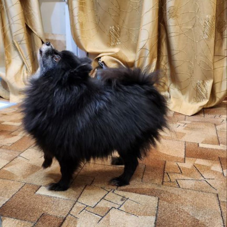 Померанский шпиц собака