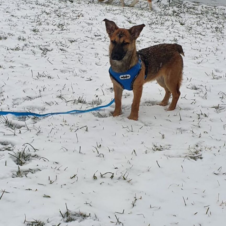 Отдам в добрые руки