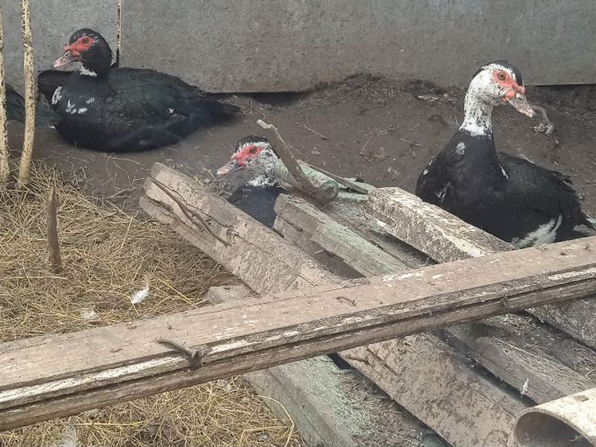 Селезень индоутки