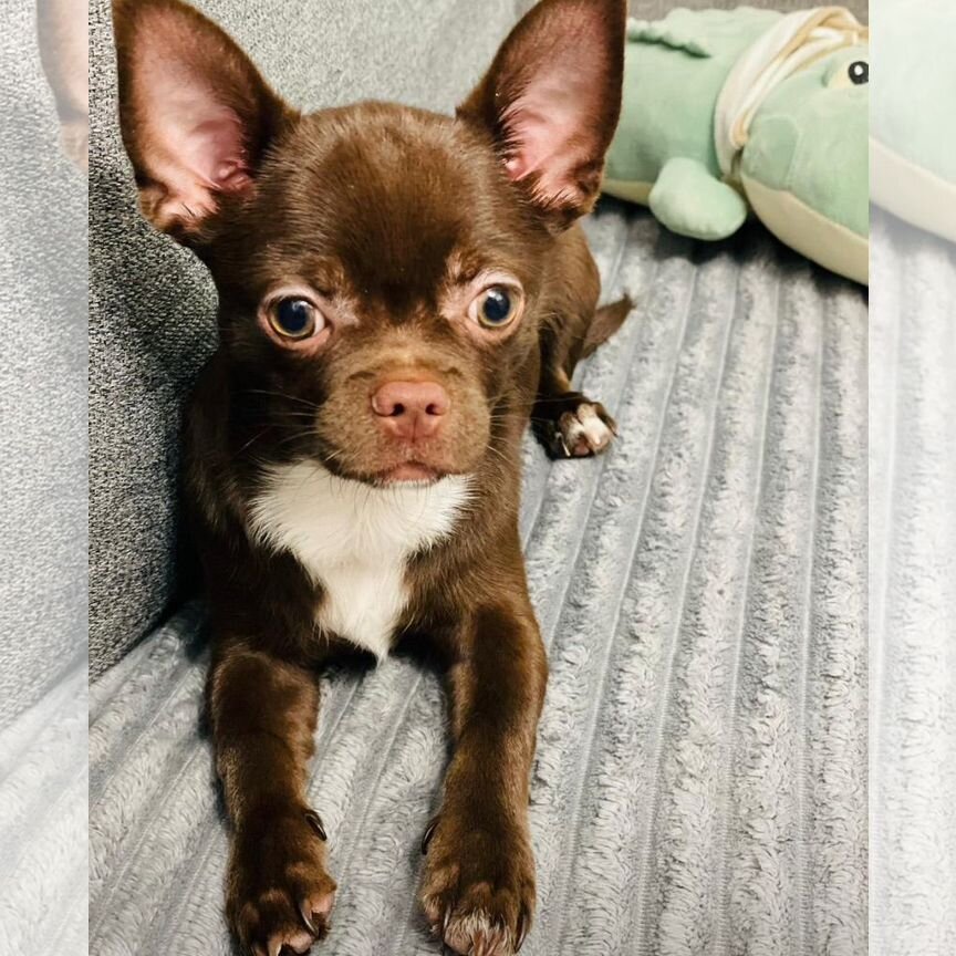 Щенки чихуахуа мини