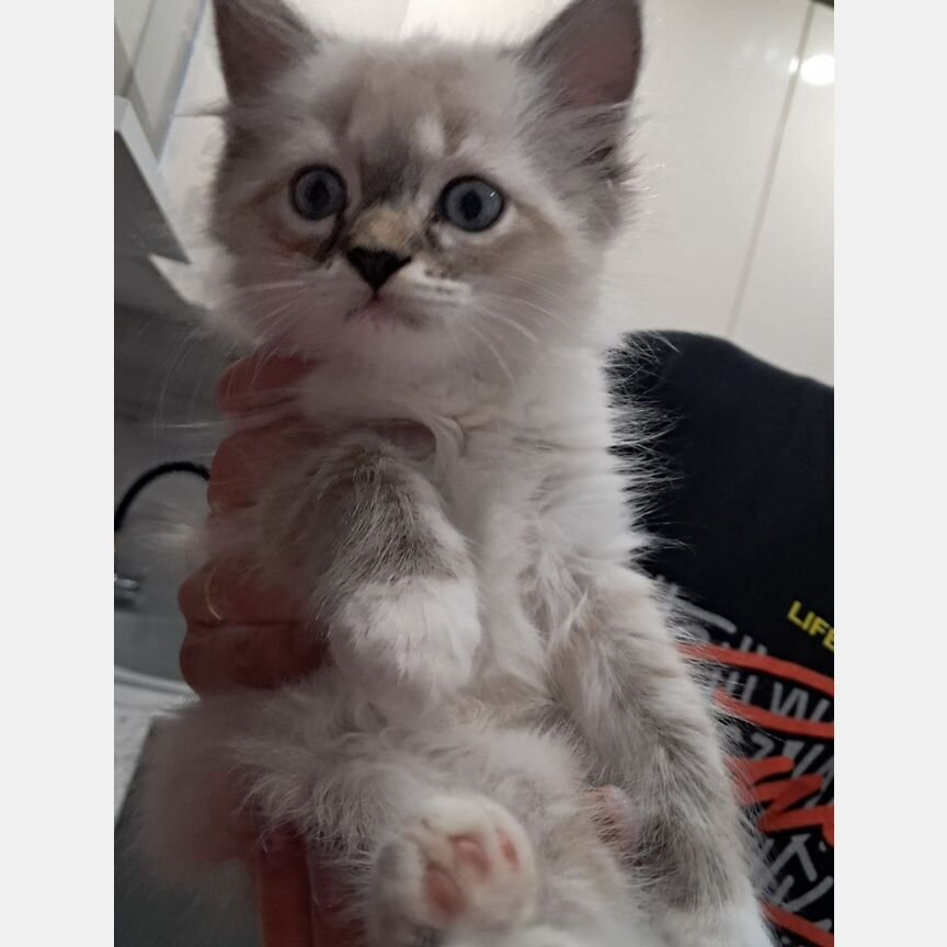 Котенок