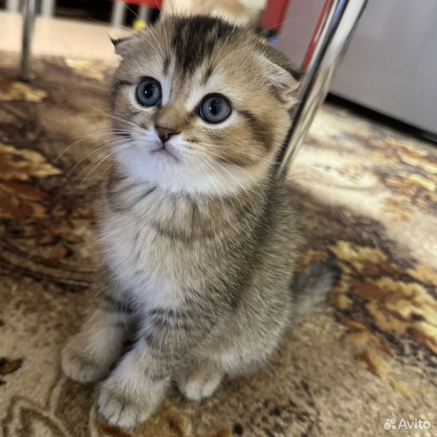 Шотландские котята