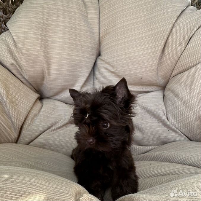 Шоко-йорк девочка