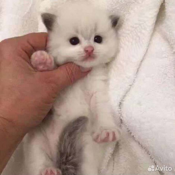 Кроха Рэгдолл