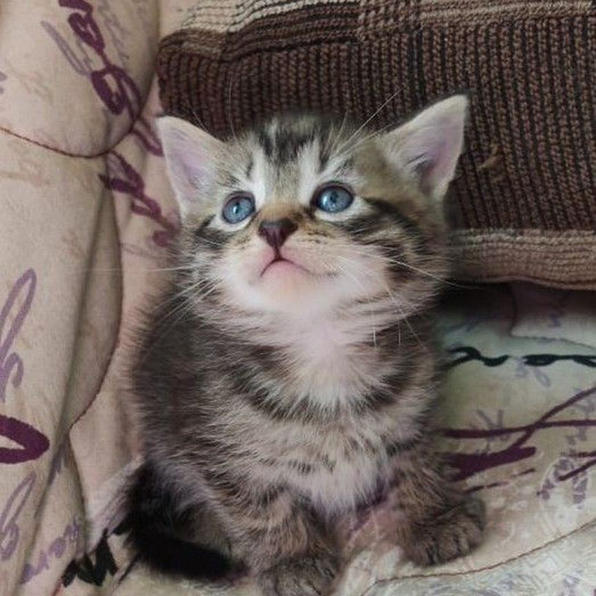 Котёнок в добрые руки