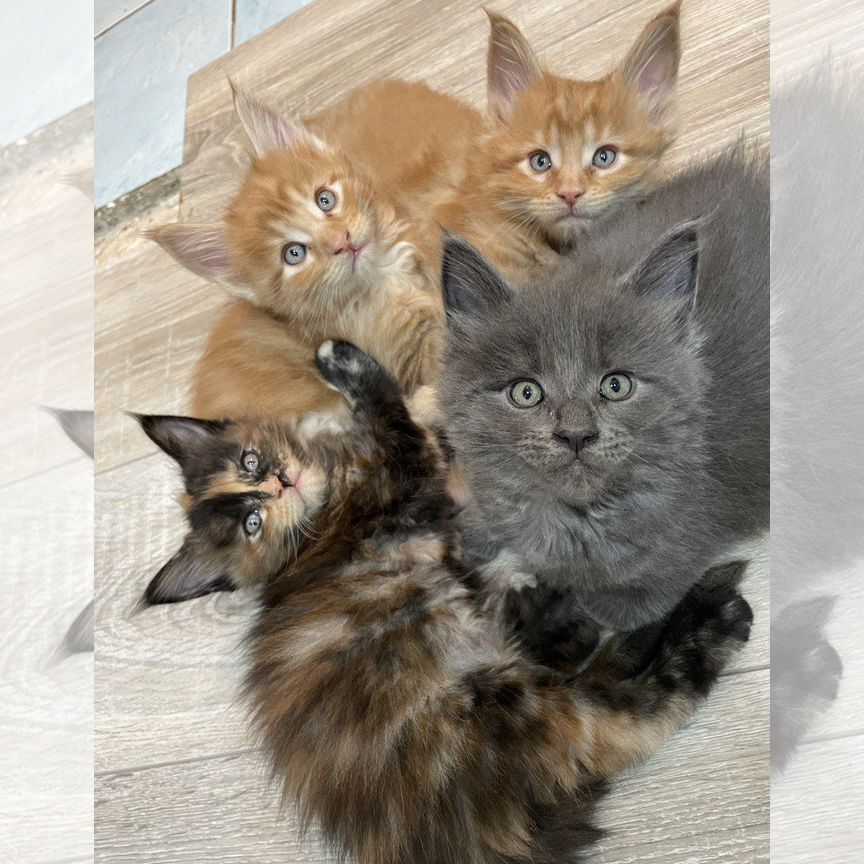 Котята мейн-кун