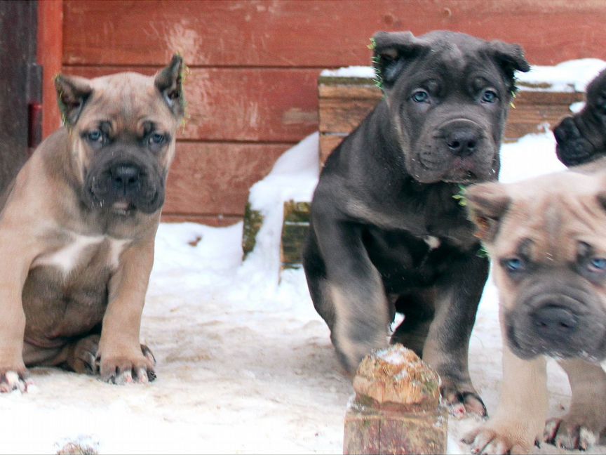 Кане Корсо. Молодое поколение