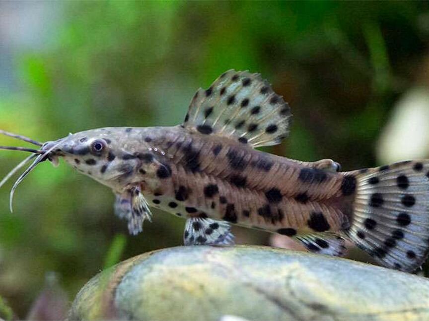 Сом таракатум и другие