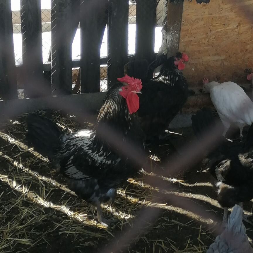 Петухи домашние живые