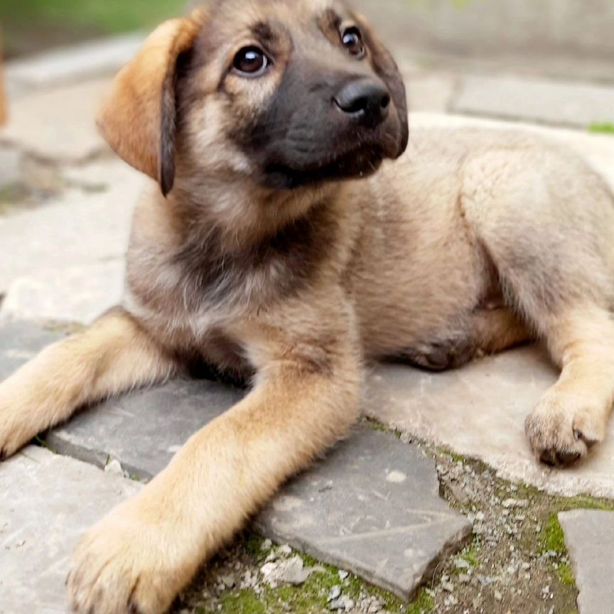 В добрые руки