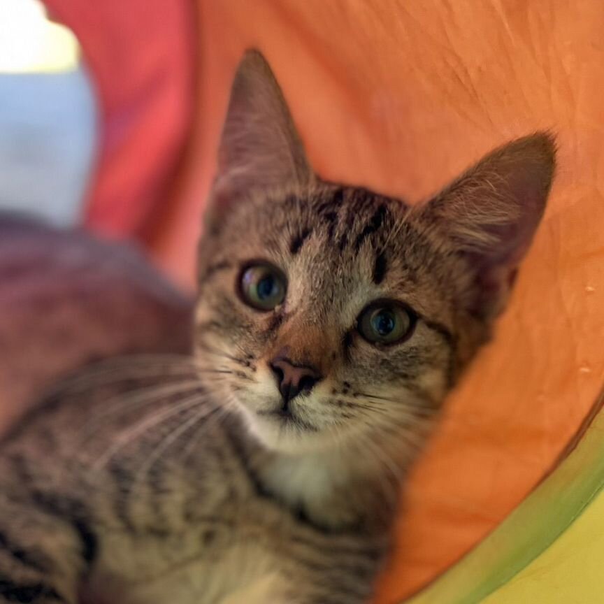 Рыся ищет дом