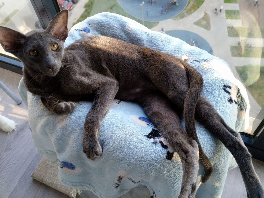 Ориентальный кот вязка