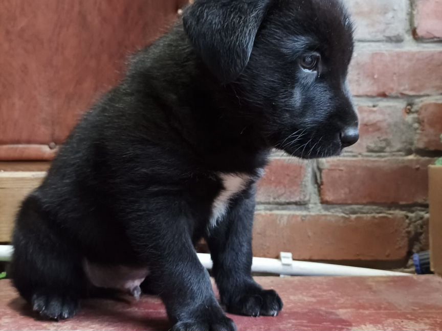 Щенок лабрадора