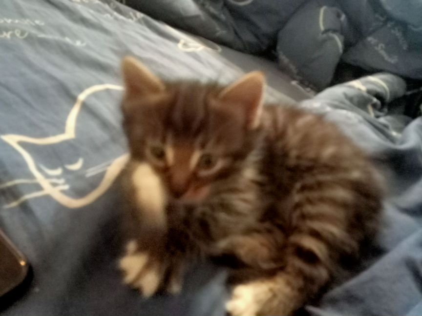 Пушистый котенок в дар