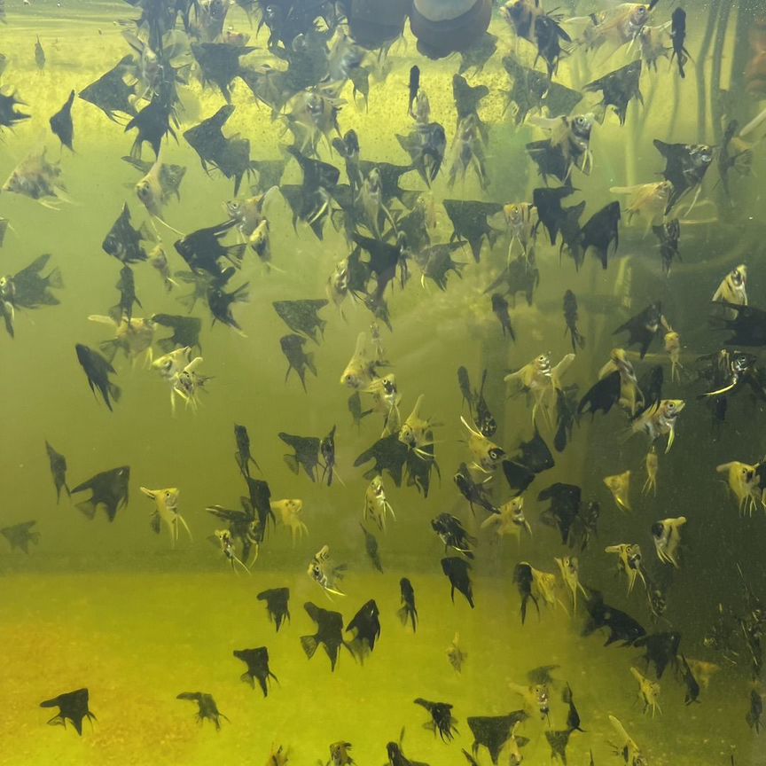 Аквариумные рыбки