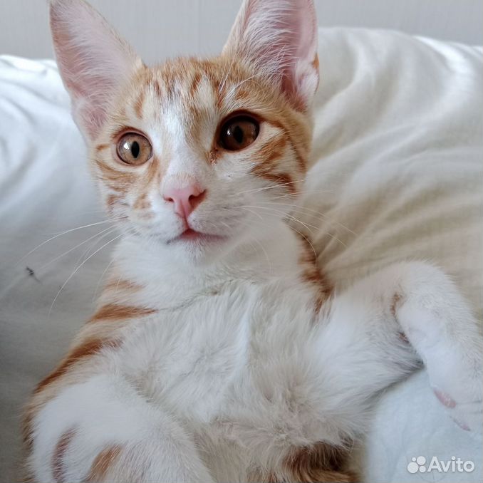 Помесь оцикета в добрые руки