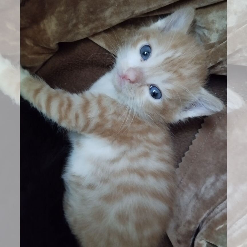 Котёнок в добрые руки