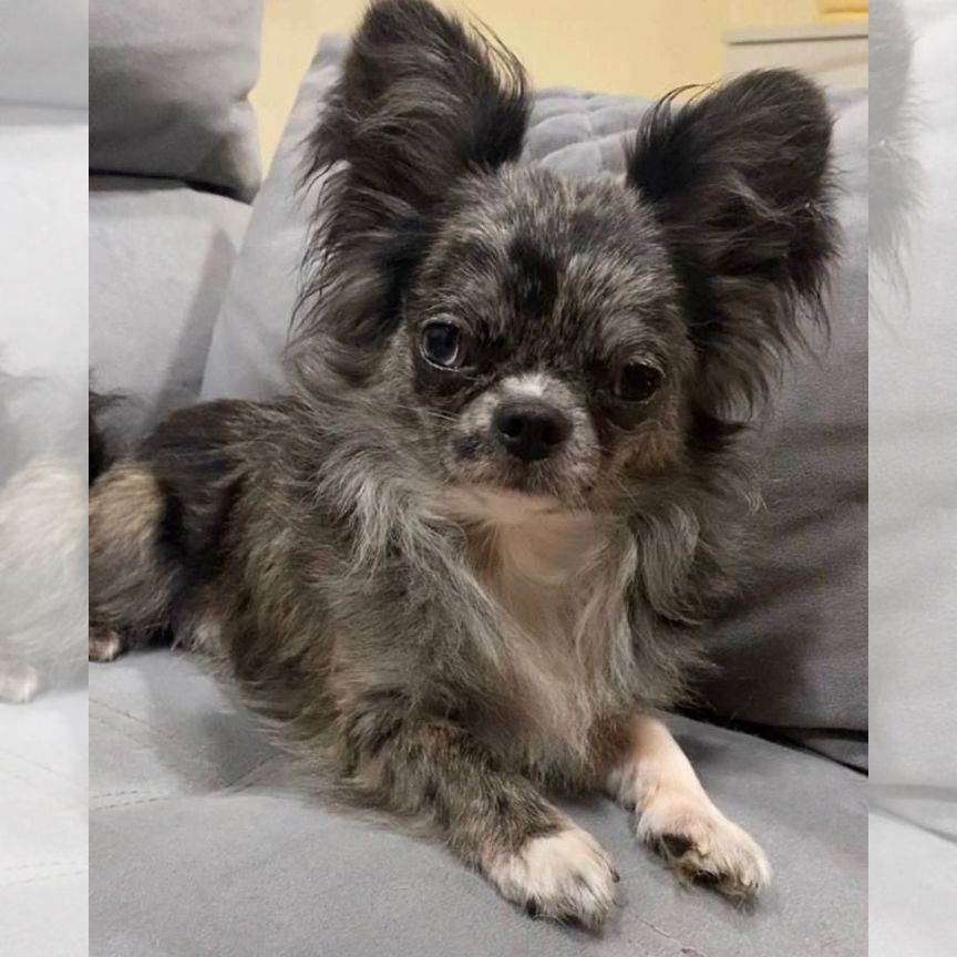 Чихуахуа мраморный