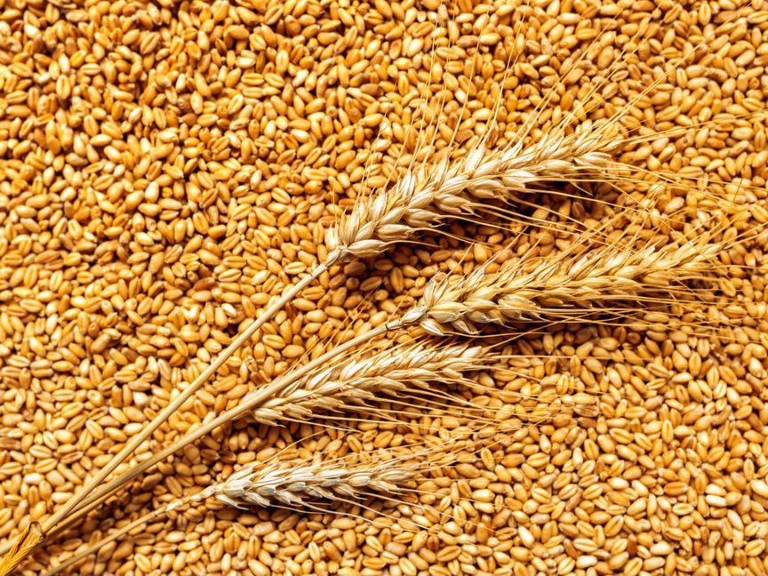 Зерно пшеница