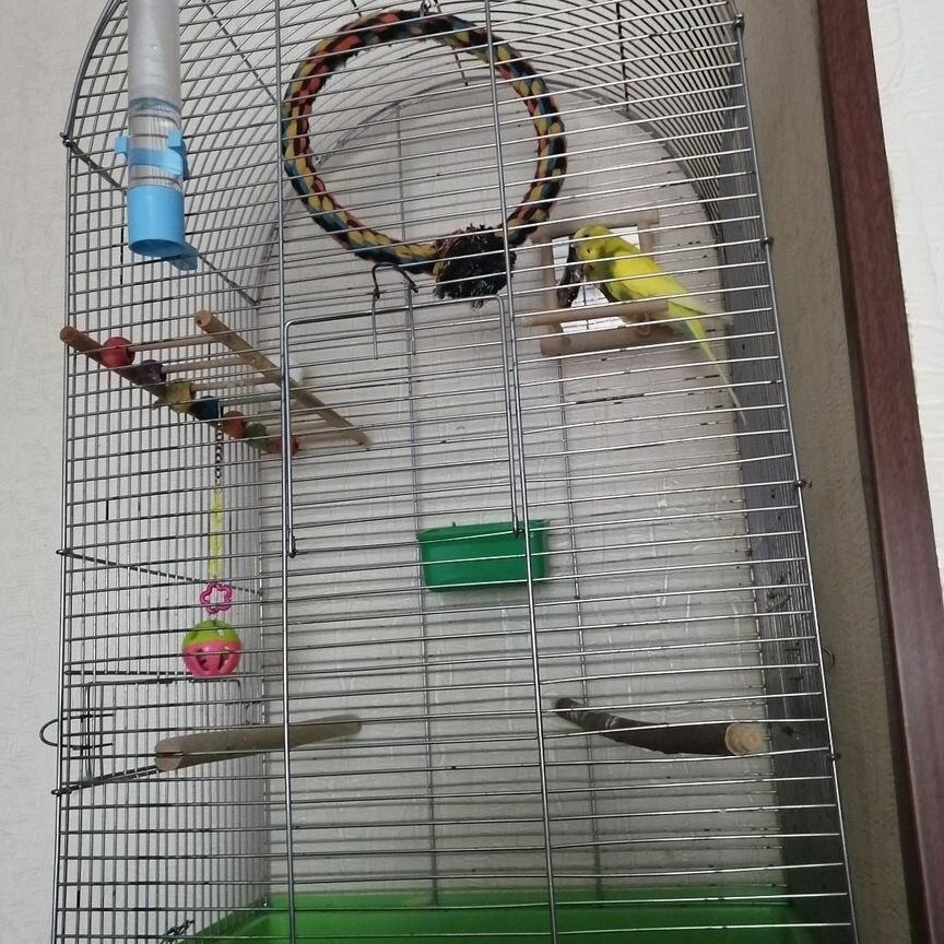 Волнистый попугай с клеткой