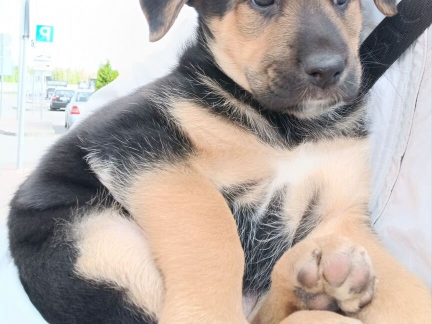 Щенки метис Лучший друг