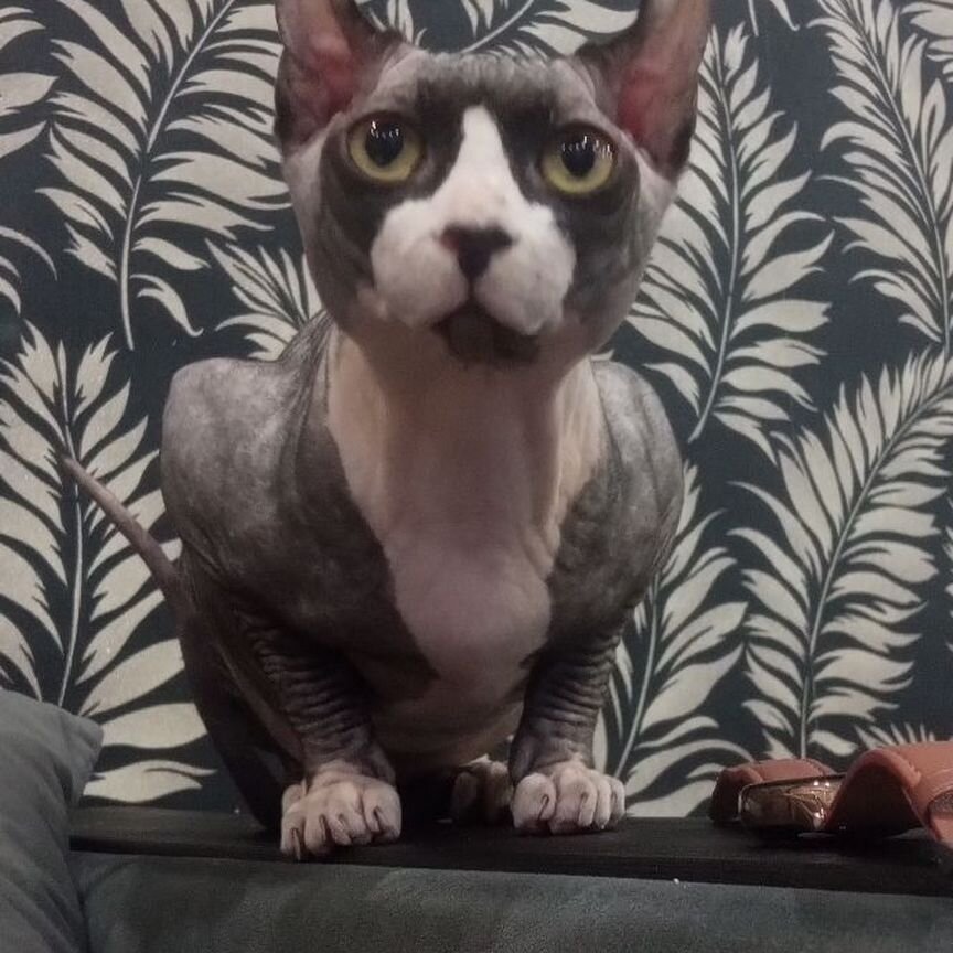 Продам кота сфинкса