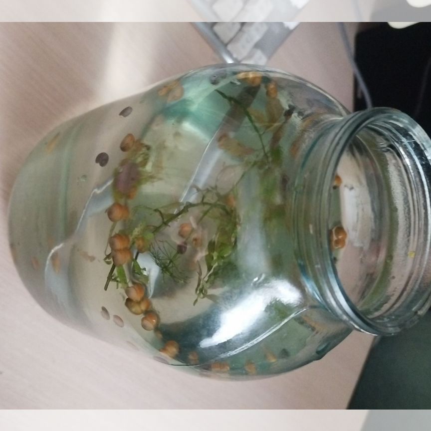 Улитки аквариумные ампулярии