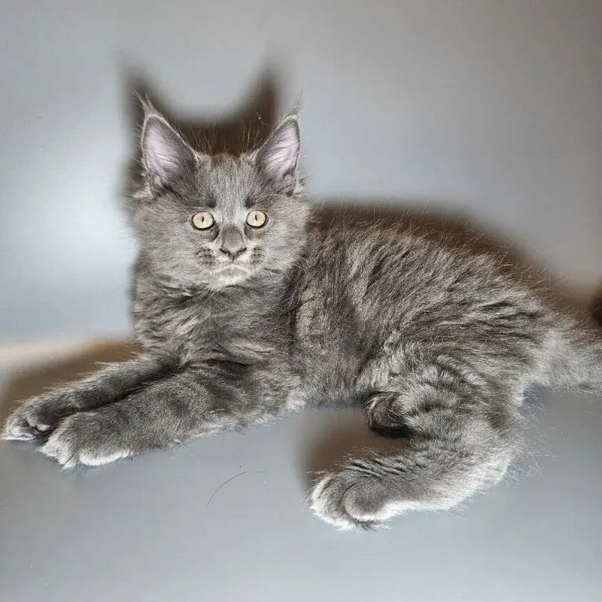 Мейн-кун котёнок