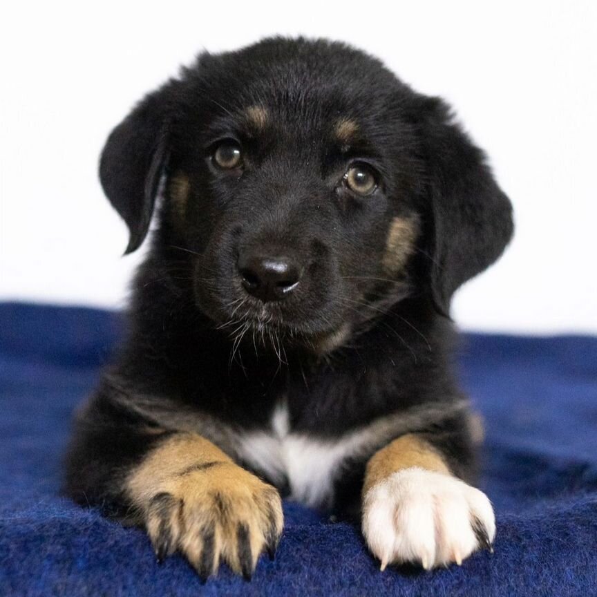 Щенок в добрые руки бесплатно