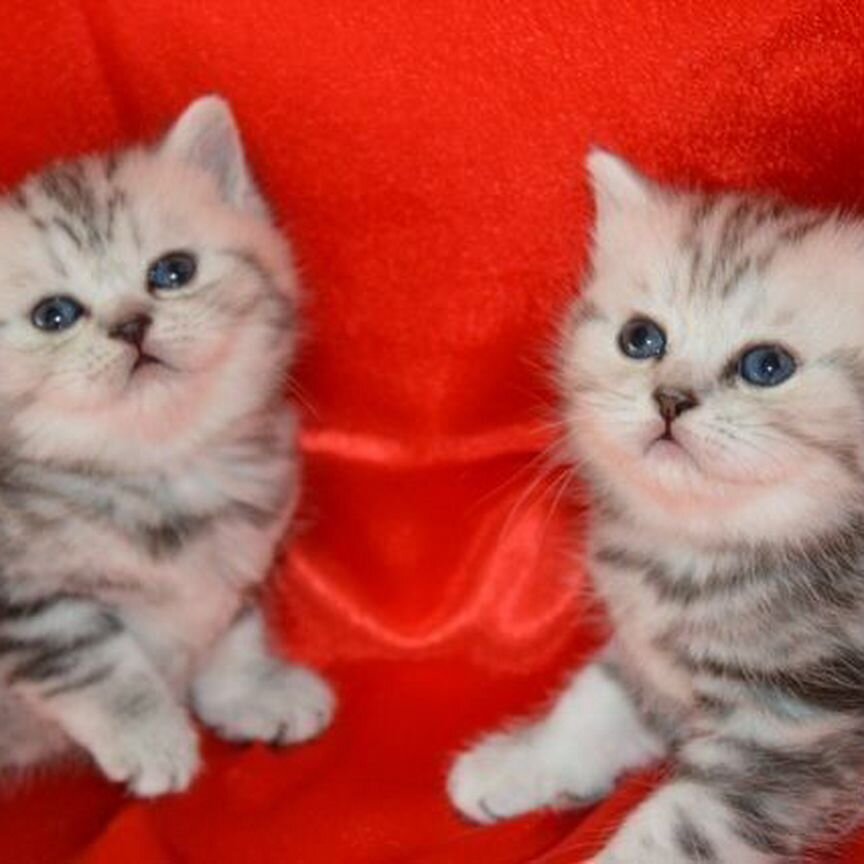 Британские котята