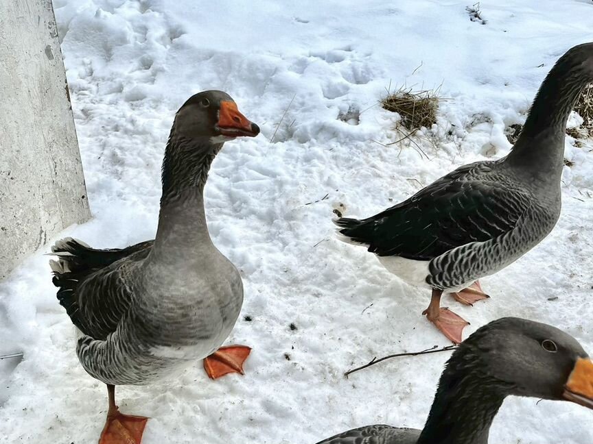Семья гусей