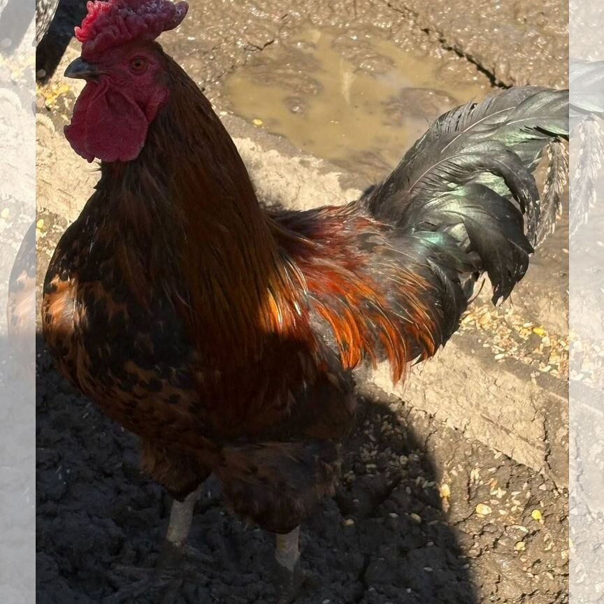 Молодые петухи