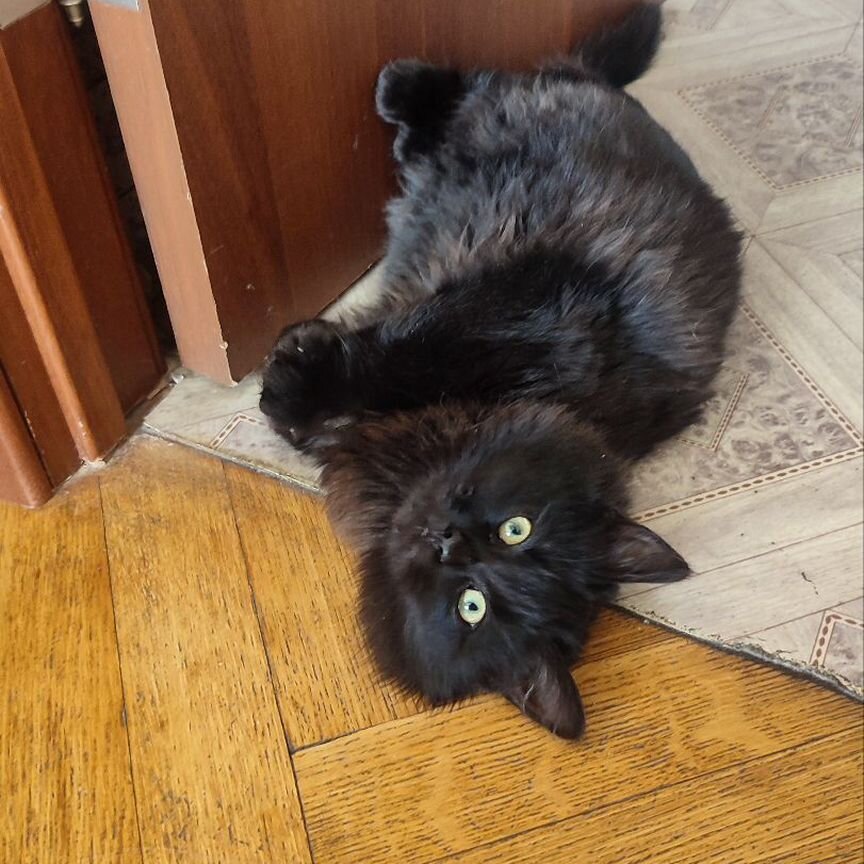 Кошка бесплатно