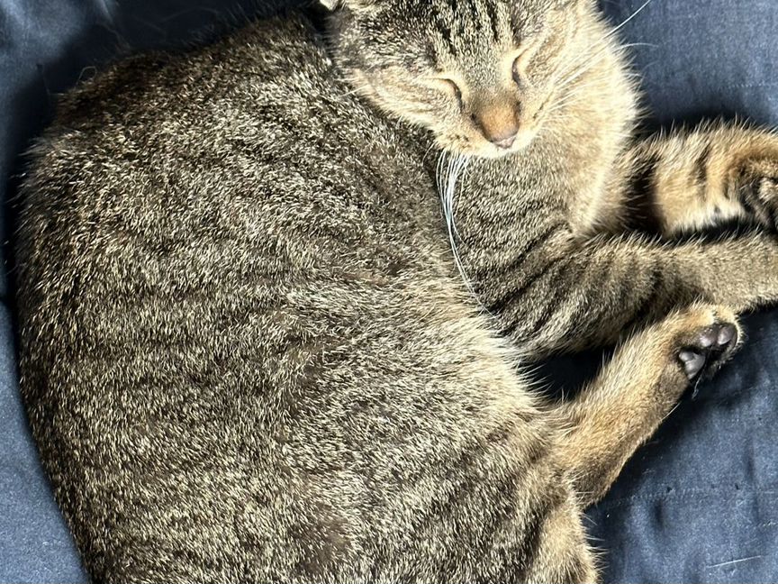 Котик Вжик